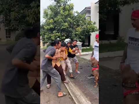 DIKEJAR ANJING