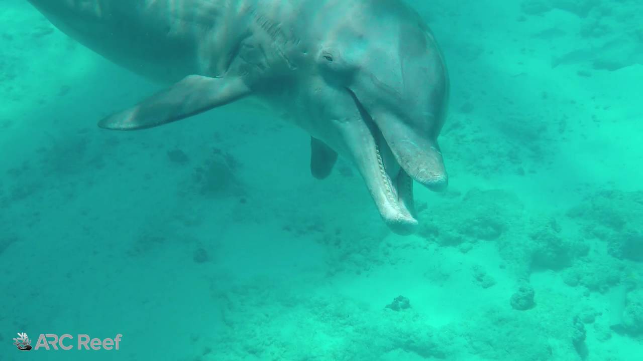 Bottlenose Dolphin  Tursiops truncatus