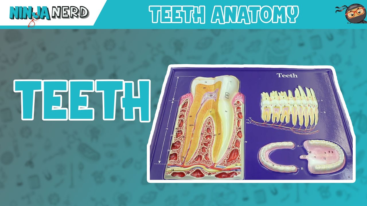 Gastrointestinal | Teeth Anatomy Model