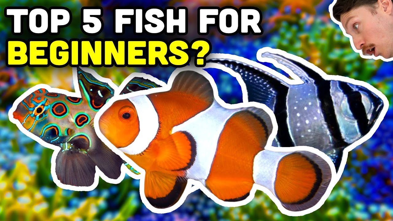 Top 5 Beginner Saltwater Fish from Top Shelf!