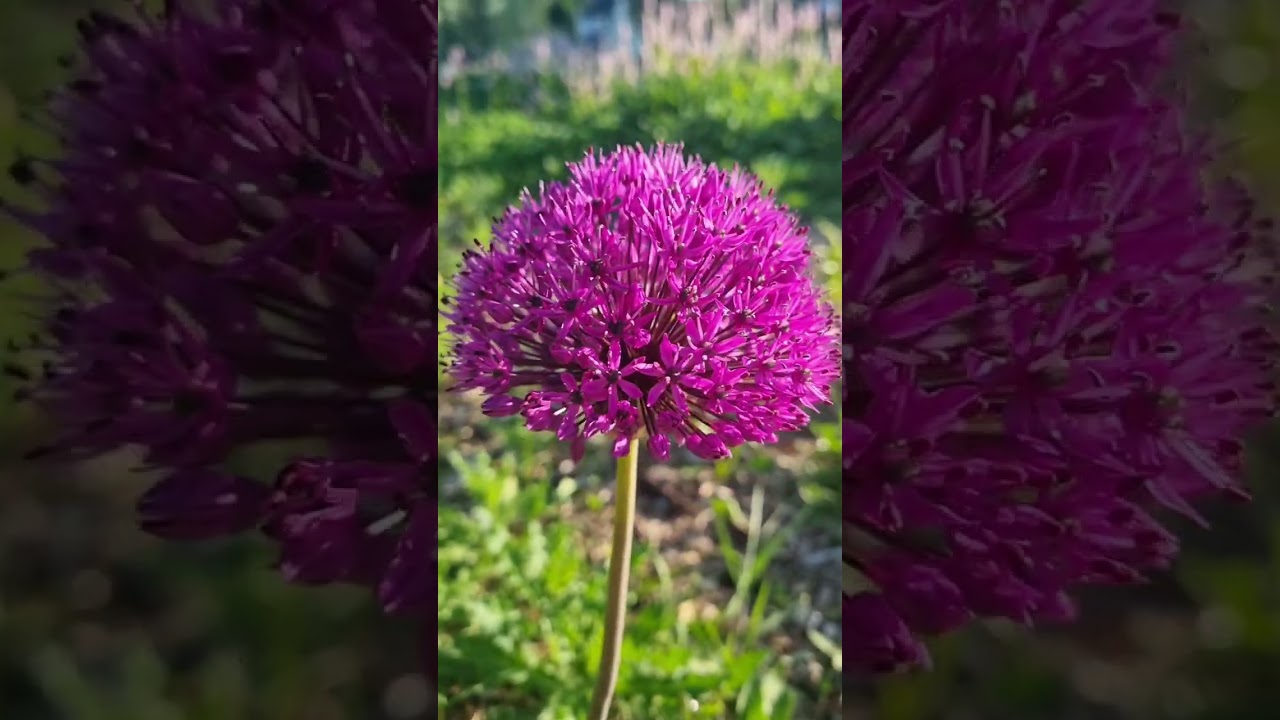 Preciosas flores que nos regalan alimento flor del ajo