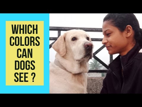 Dogs Are Color Blind ? MYTH BUSTED !