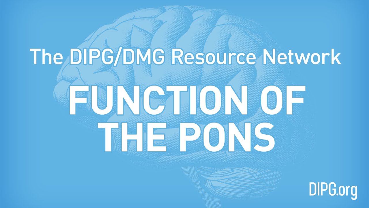 What is the Function of the Pons?