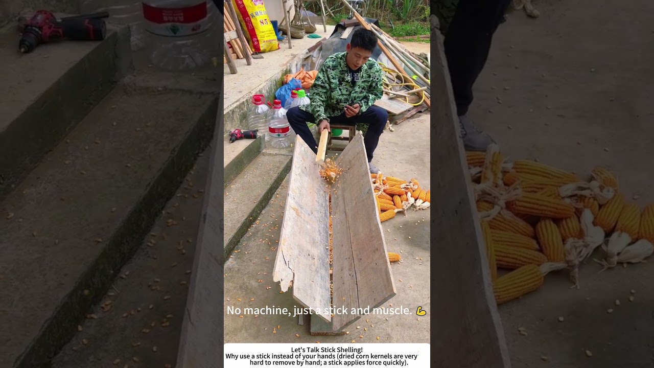 Hand Shelling Corn with a Stick – Simple, Old‑School Method 🌽🔨