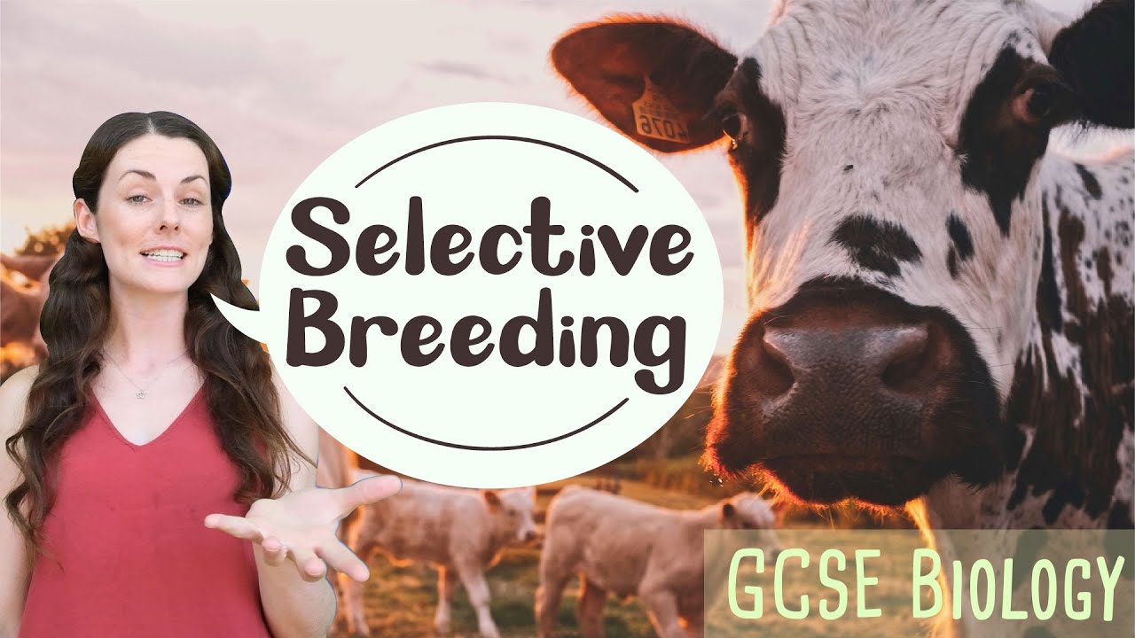 SELECTIVE BREEDING GCSE Biology 9-1 | Combined Science (Revision & Qs)