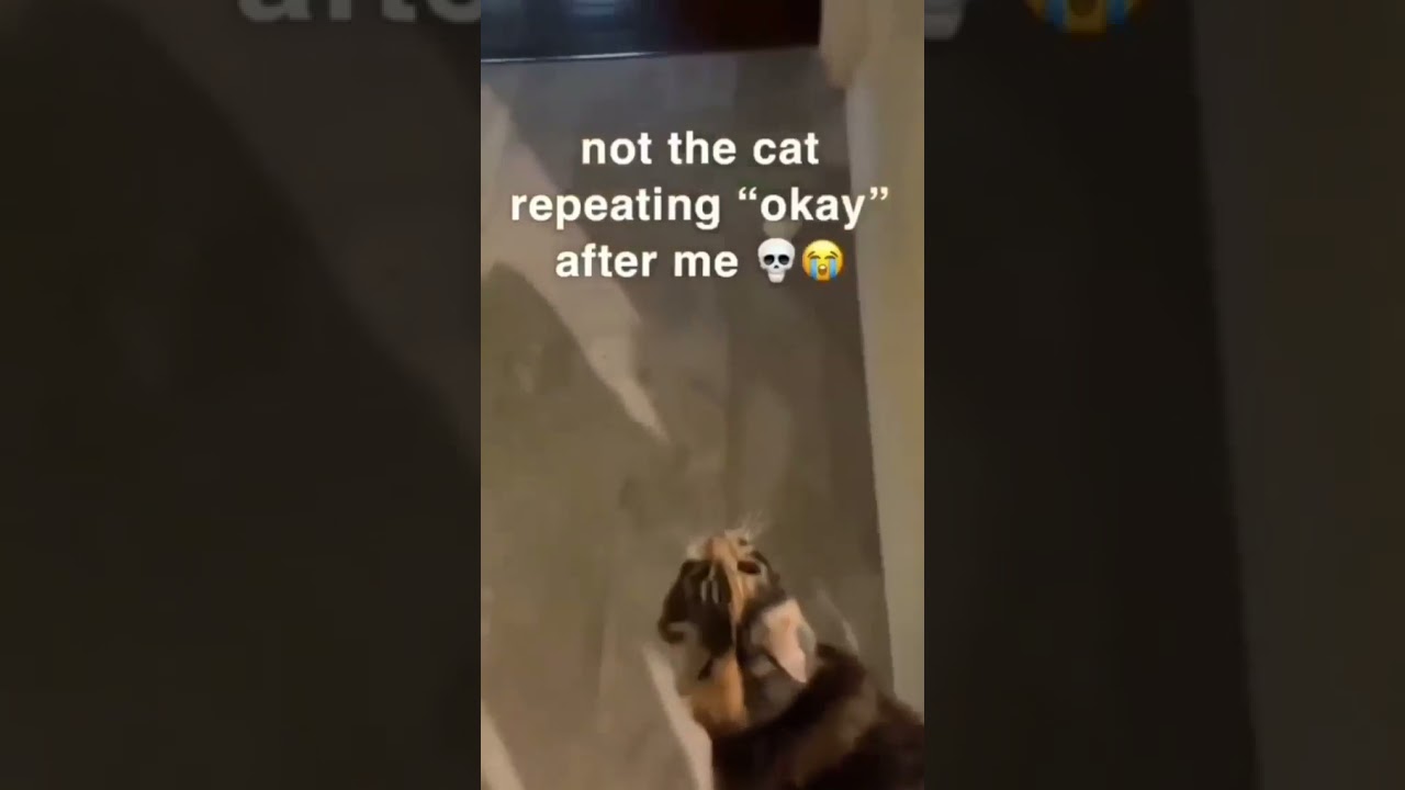 cat says 