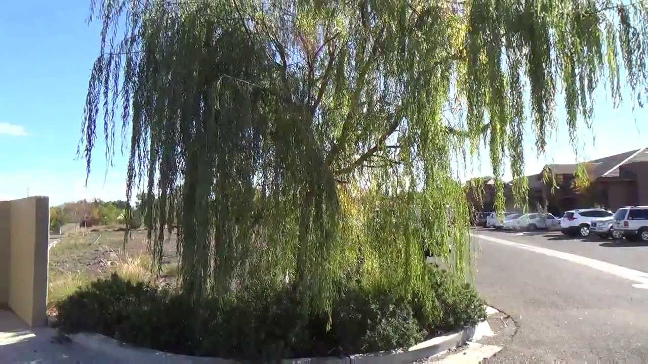 Weeping Willow in fall color - Salix babylonica