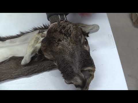 Tanned Whitetail Deer Cape For Sale 7" X 20" OBT2130