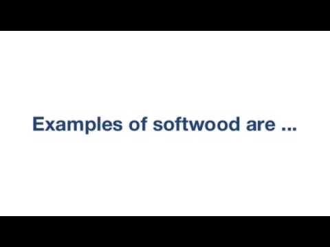 Wood Flooring Glossary Series: Softwood