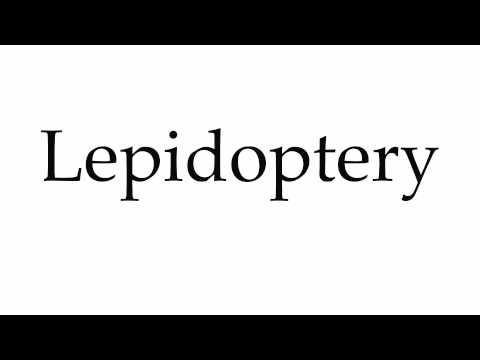 How to Pronounce Lepidoptery