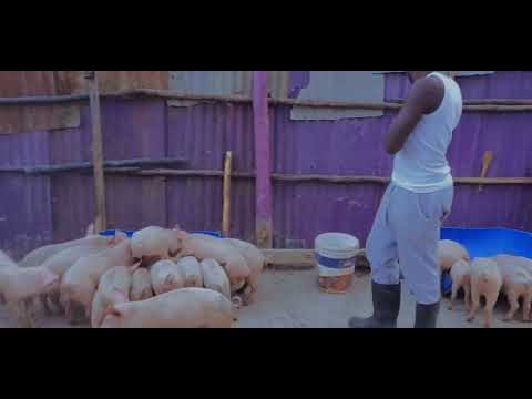 Pig Farming in Kenya.