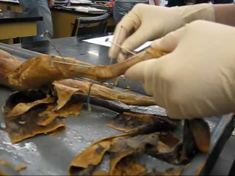 cat dissection 2