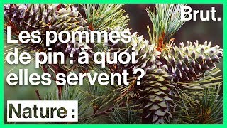 Pommes de pin : faites-les pousser facilement pour avoir un arbre