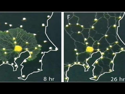 Intelligence of Nature - A Primer