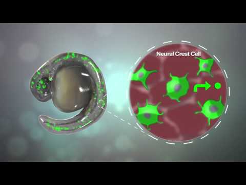 Visualizing cancer's origins from the first affected cell