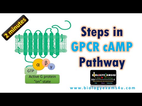 Steps in GPCR cAMP Pathway in 2 Minutes