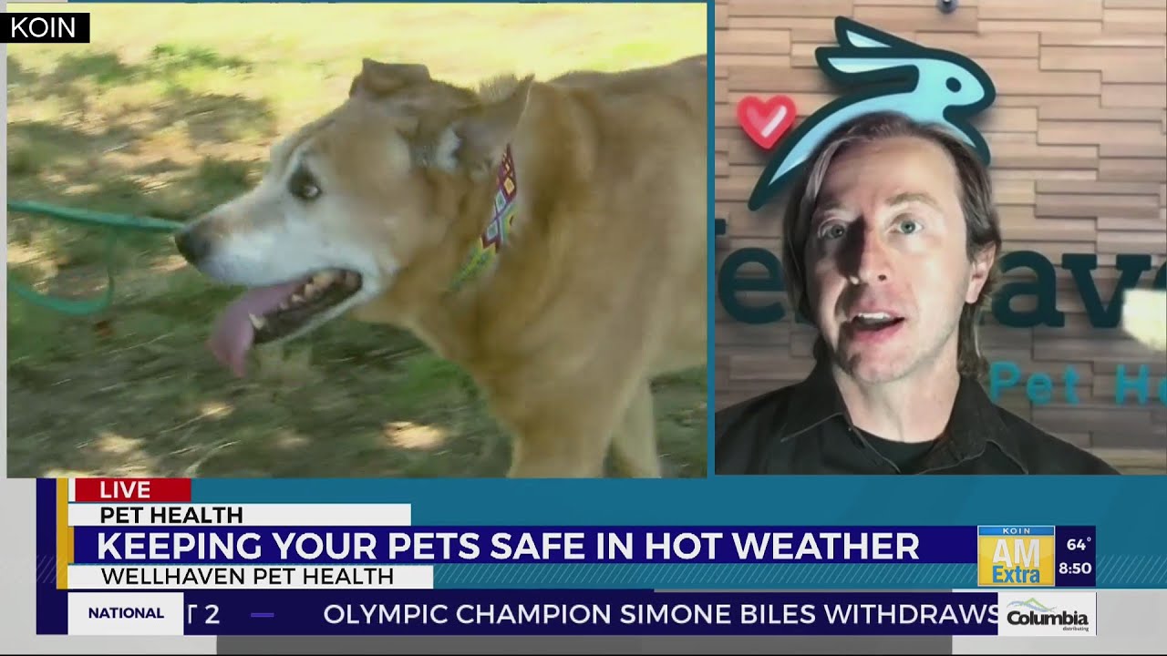 Keeping pets cool during heat waves