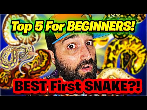 Top 5 BEGINNER Ball Python Morphs!