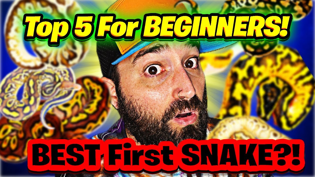 Top 5 BEGINNER Ball Python Morphs!