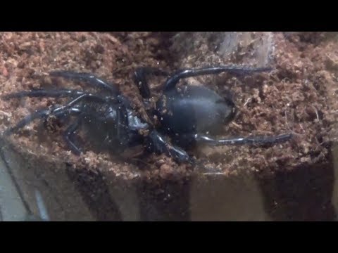 Unboxing a Spanish Funnel Web