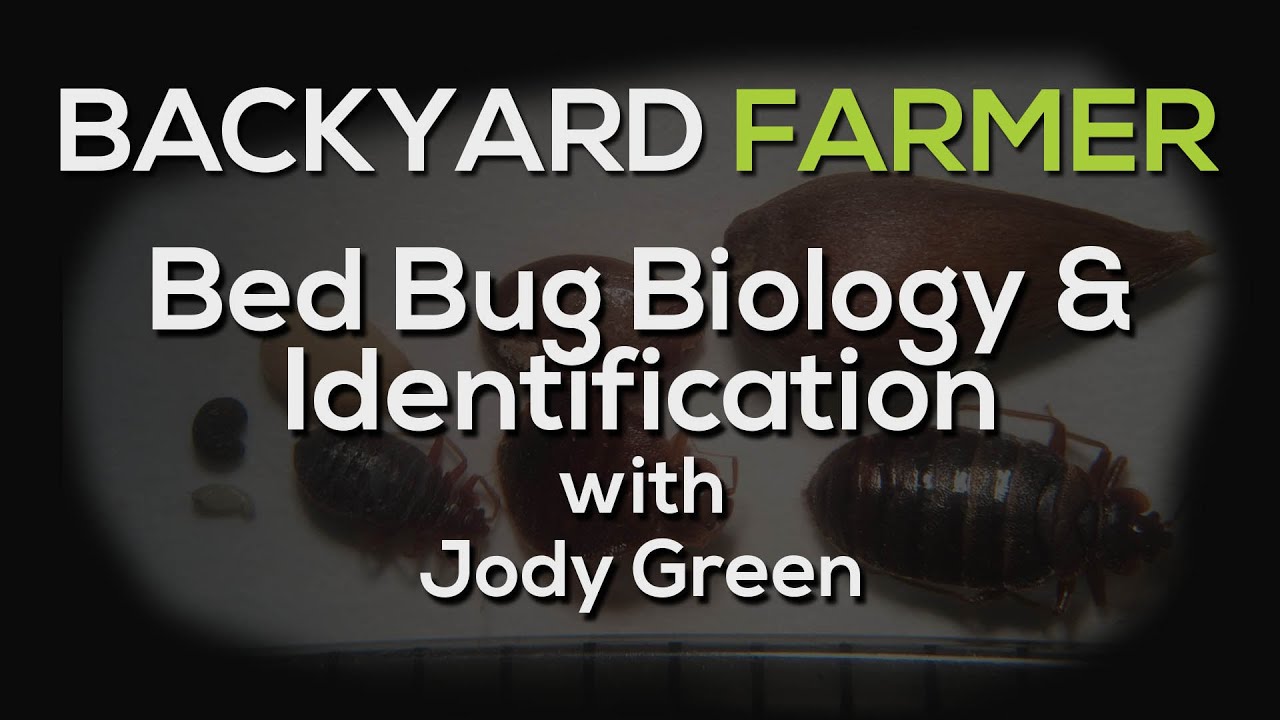 Bed Bug Biology and Identification