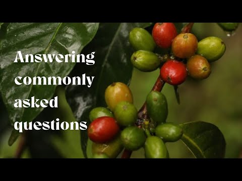 What Is Specialty Coffee?