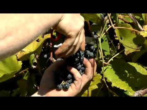 Hermann Wine Trail Welcome