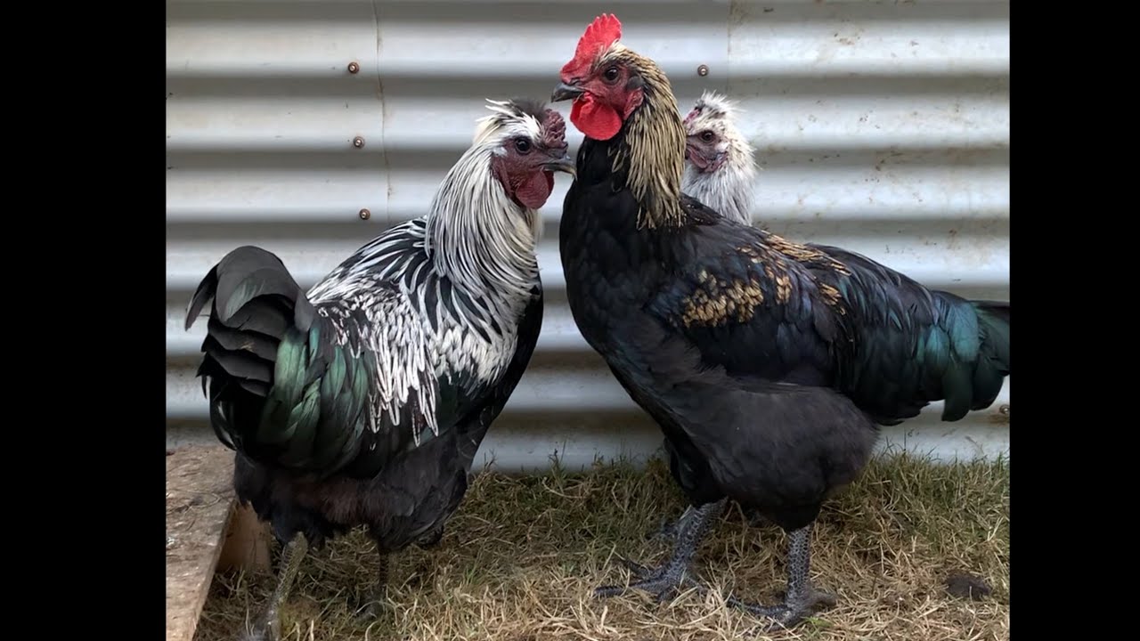 Rooster Feather Development