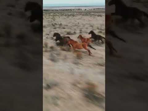 #wild #horses #mustang #newmexico #drone #travel #vanlife