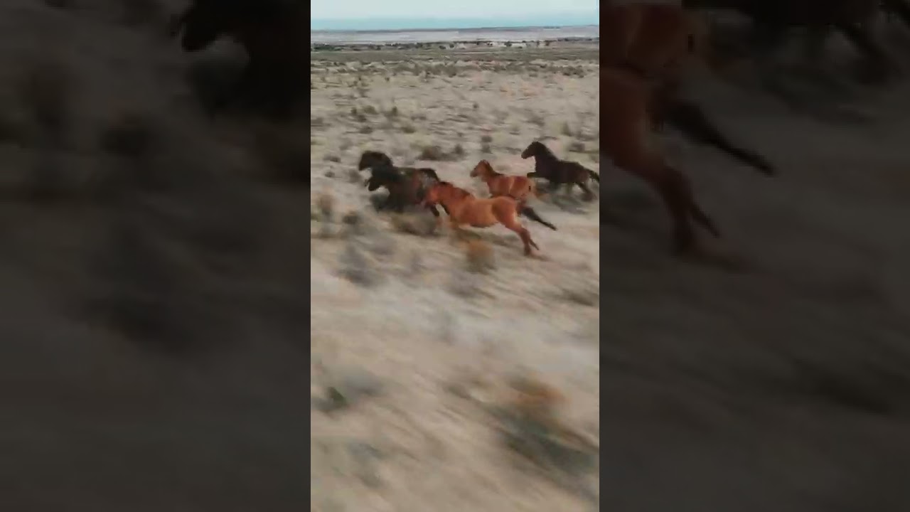 #wild #horses #mustang #newmexico #drone #travel #vanlife