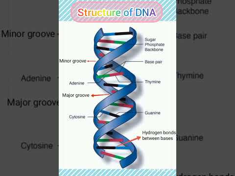 Structure of DNA #shorts #dna #biochemistry #neet