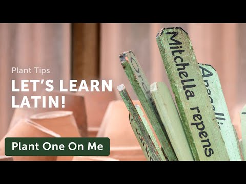 Let's Learn BOTANICAL LATIN — Ep 211