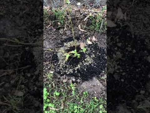 Everything You Need To Know About Fertilizing Blueberry Plants & Bushes Dr Earth Organic Fertilizer