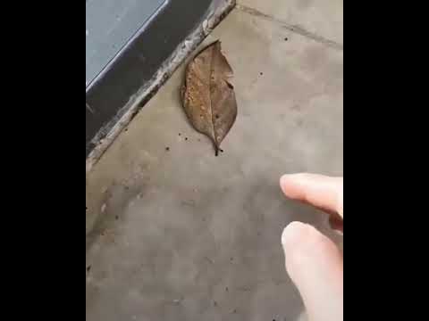 Dry leaf insect