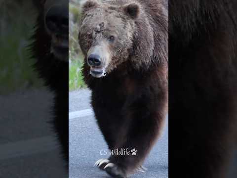 Grizzly Bear 'Bruno' Sprints Down Road #wildlife #animals #shorts