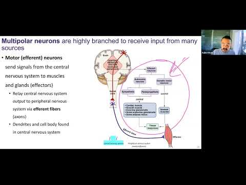 Ch14 Nervous Cells and Tissue (slides 27-31) - Interneurons and Efferent Neurons