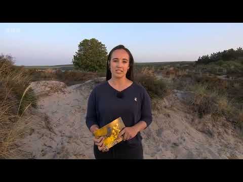 Sand Lizards on Springwatch (2023)