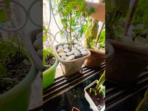 Ittna jada confusion #plants #garden #beautiful #youtube #shorts #yt
