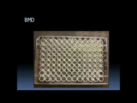 Emerging colistin and fosfomycin resistance in CREs - video abstract ID 136777