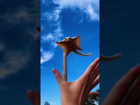 flying squirrel #shorts