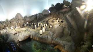 Penguin Tube - $PT