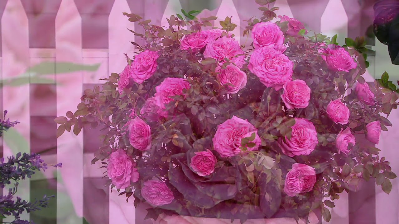 Cottage Farms Easy Does It Double Knock Out Rose Duo on QVC