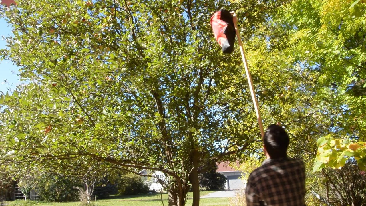 Apple picker experiment