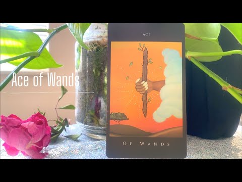 Ace of Wands | In a Love Reading