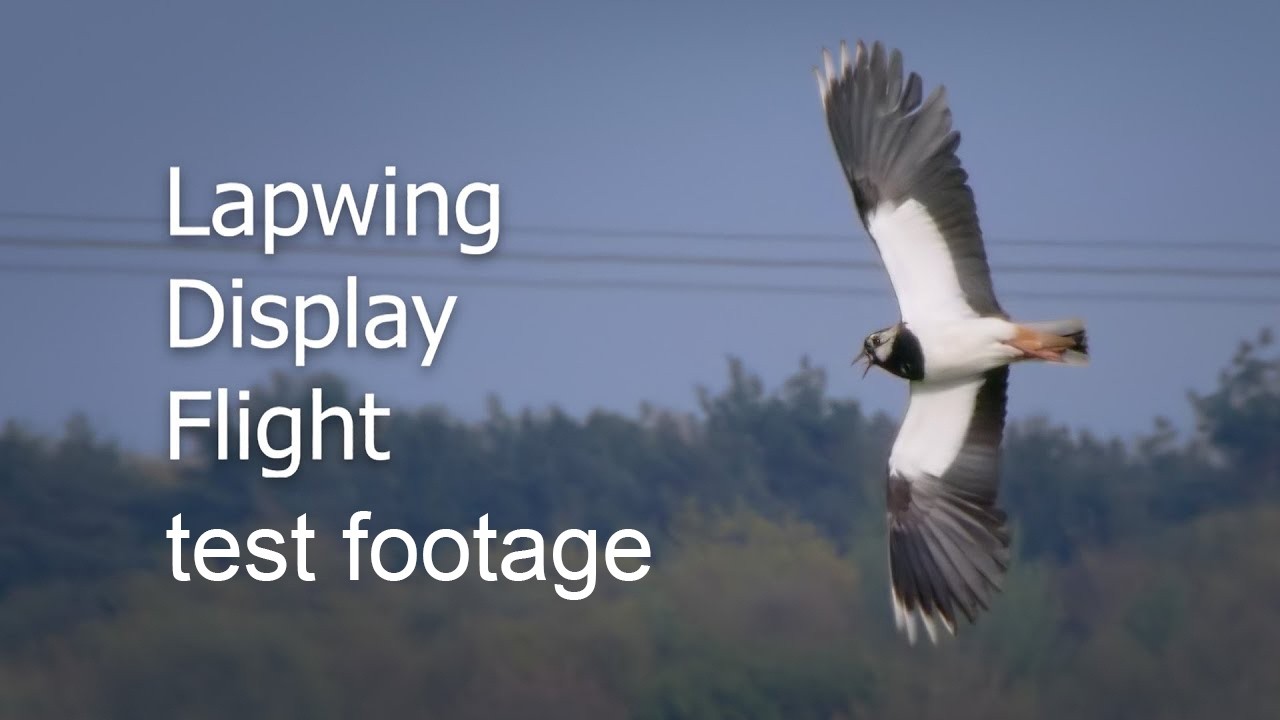 Lapwing display flight test footage
