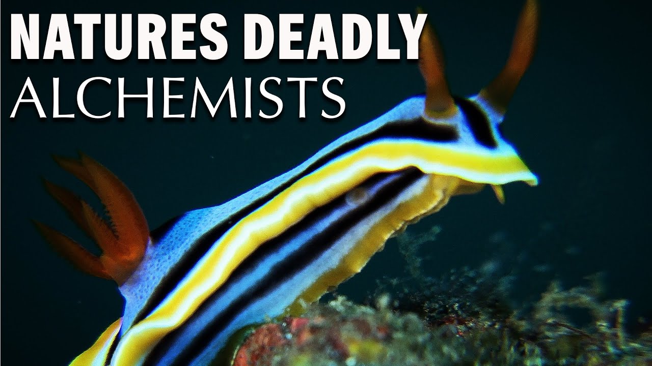 Nature’s Deadly Alchemists: A Chemical Arms Race | Wild Tales | Documentary