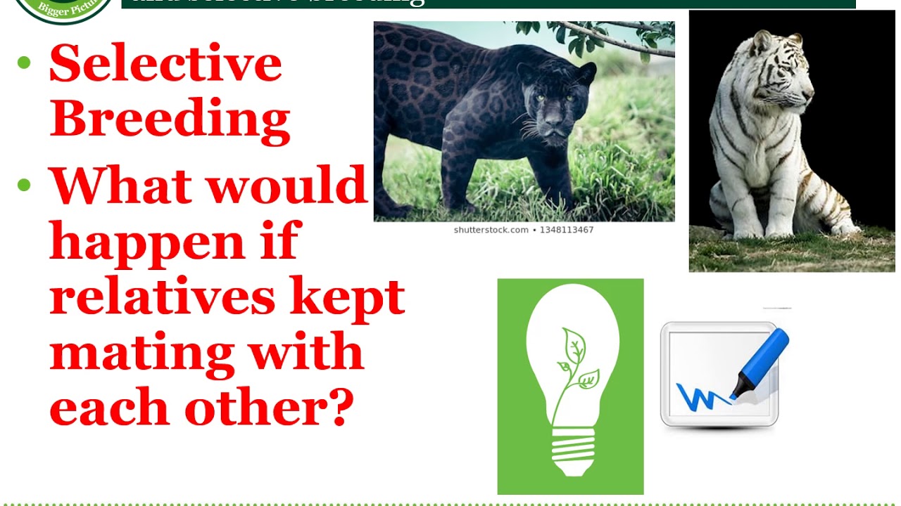 9  Selective breeding and genetic engineering   Student version