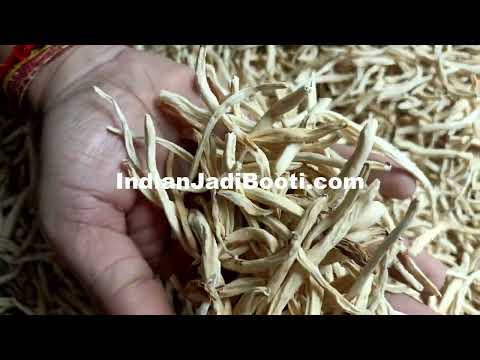 Safed Musli - Shedheveli Latest Price, Manufacturers & Suppliers