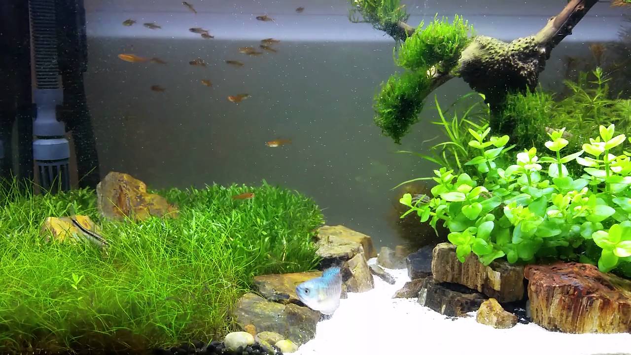 Gourami Fish • (Types, Tank Setup, Mates & Care)