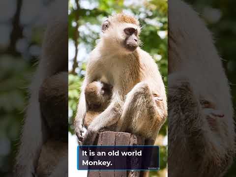 Lion-Tailed Macaques #shorts